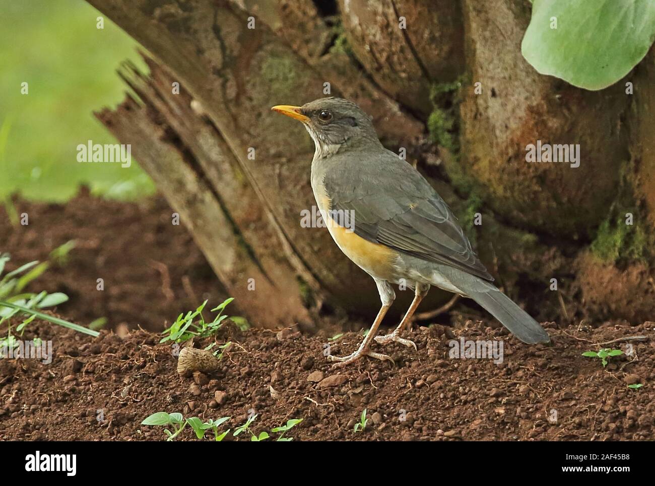 African Thrush High Resolution Stock Photography and Images - Alamy