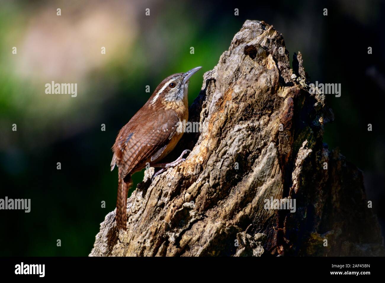 Carolina Wren (Thryothorus ludovicianus Stock Photo - Alamy