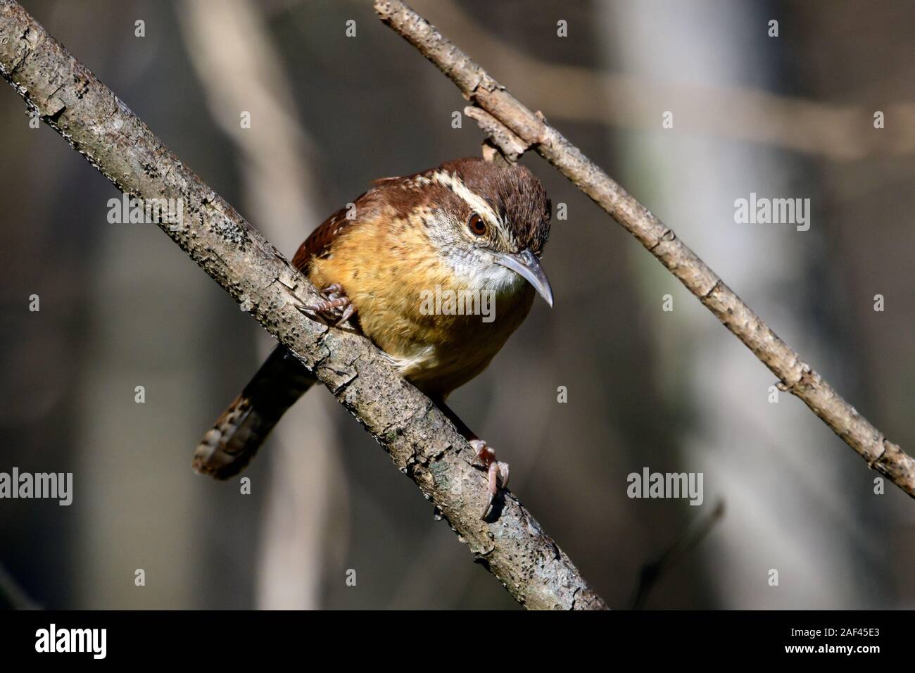 Thryothorus hi-res stock photography and images - Alamy