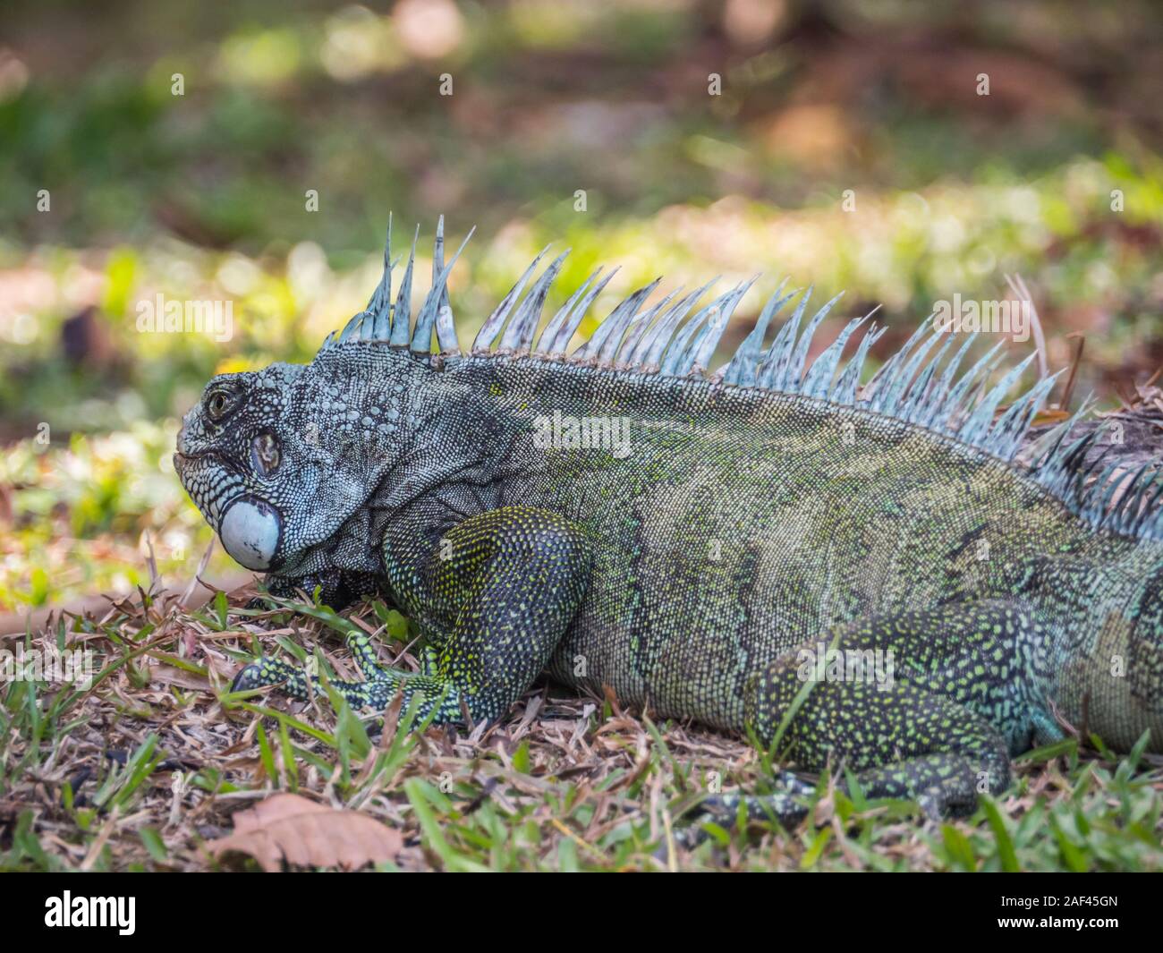 A large, green lizard in the Amazon jungle. Amazonia. Latin America ...