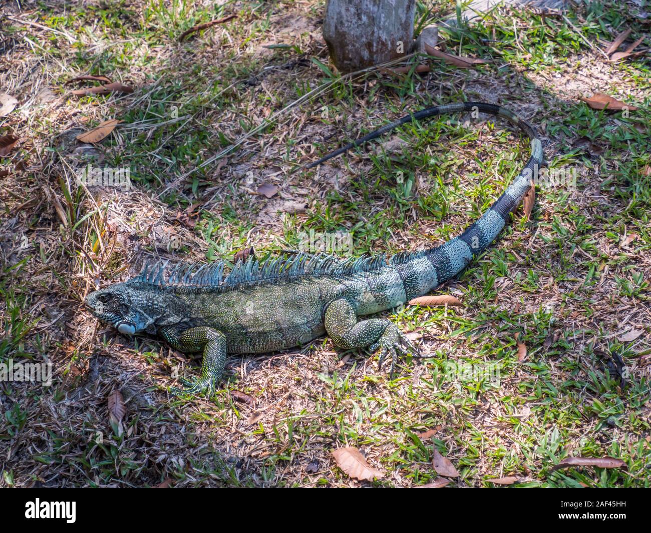 A large, green lizard in the Amazon jungle. Amazonia. Latin America ...