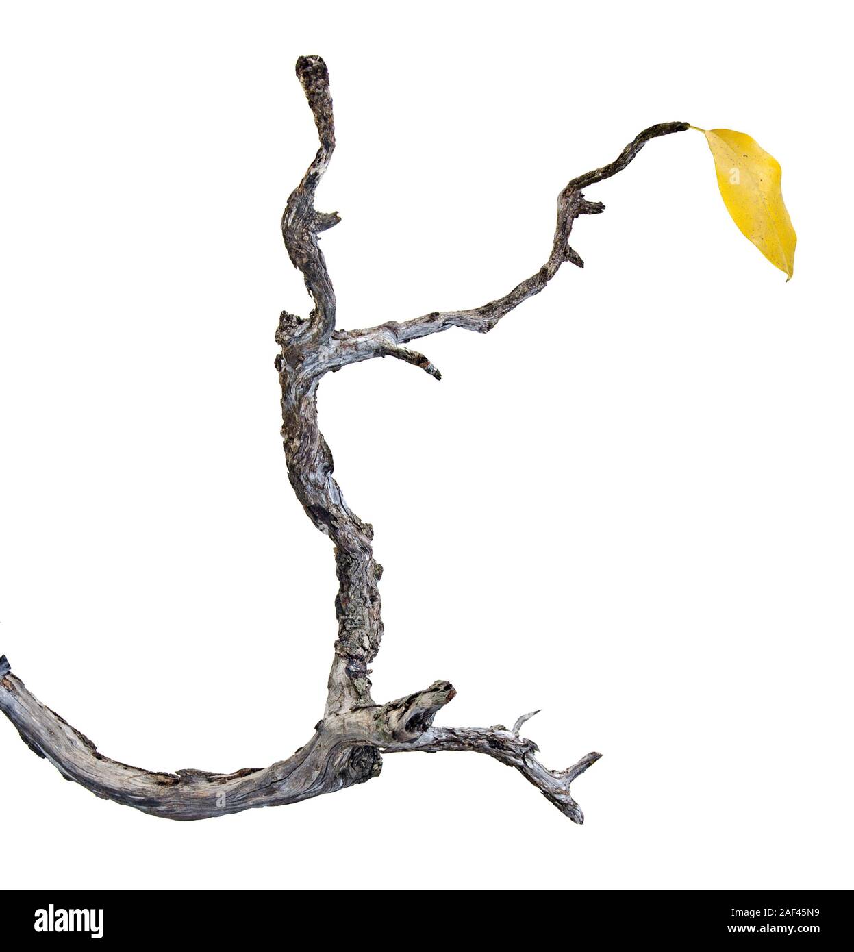 Close up of dry branch Stock Photo - Alamy