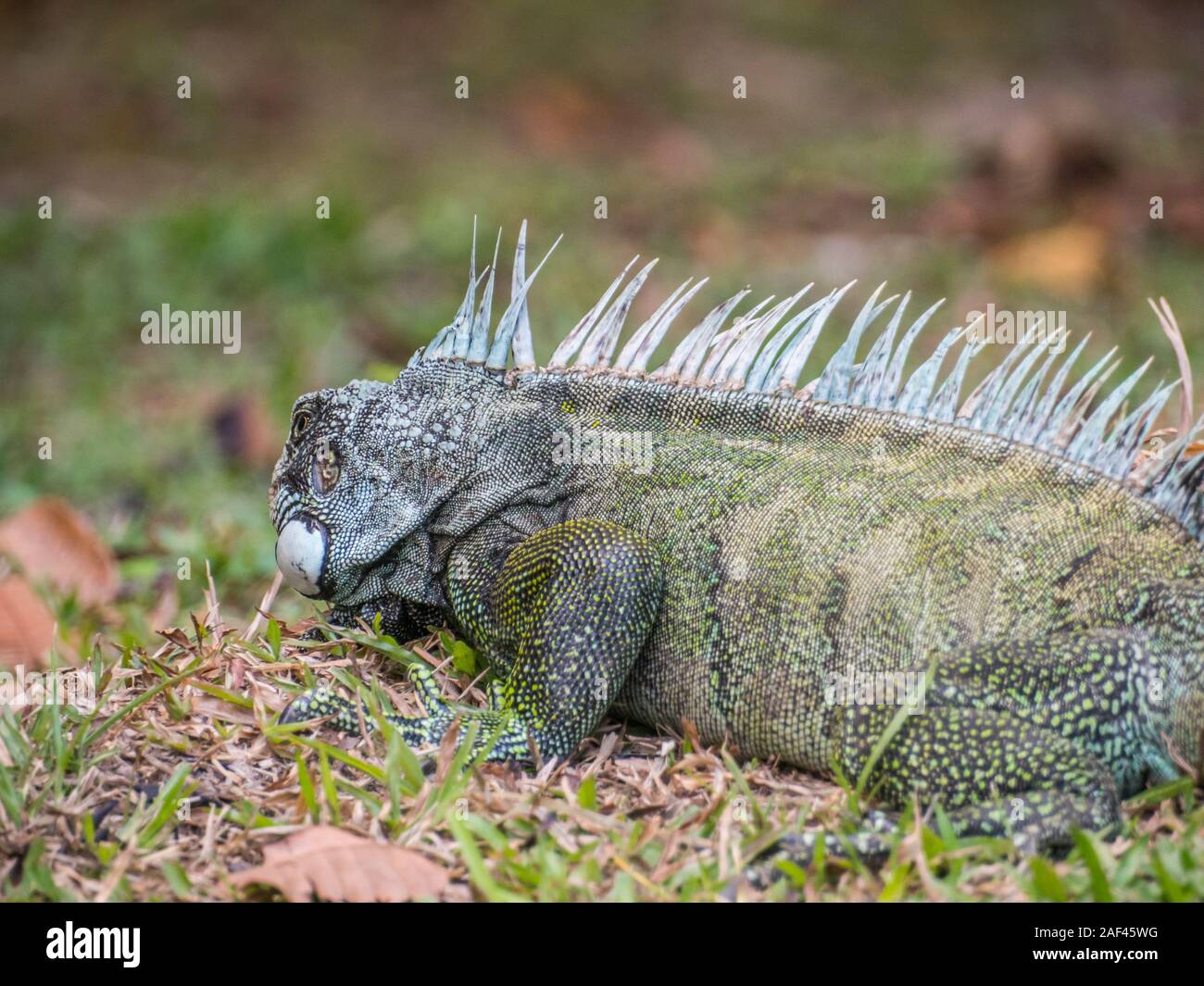 A large, green lizard in the Amazon jungle. Amazonia. Latin America ...
