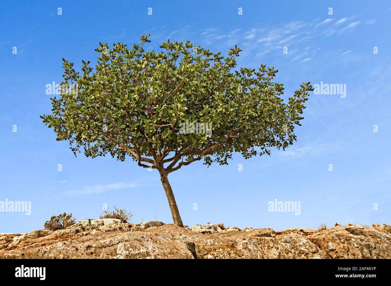 Tree on rocks Stock Photo - Alamy