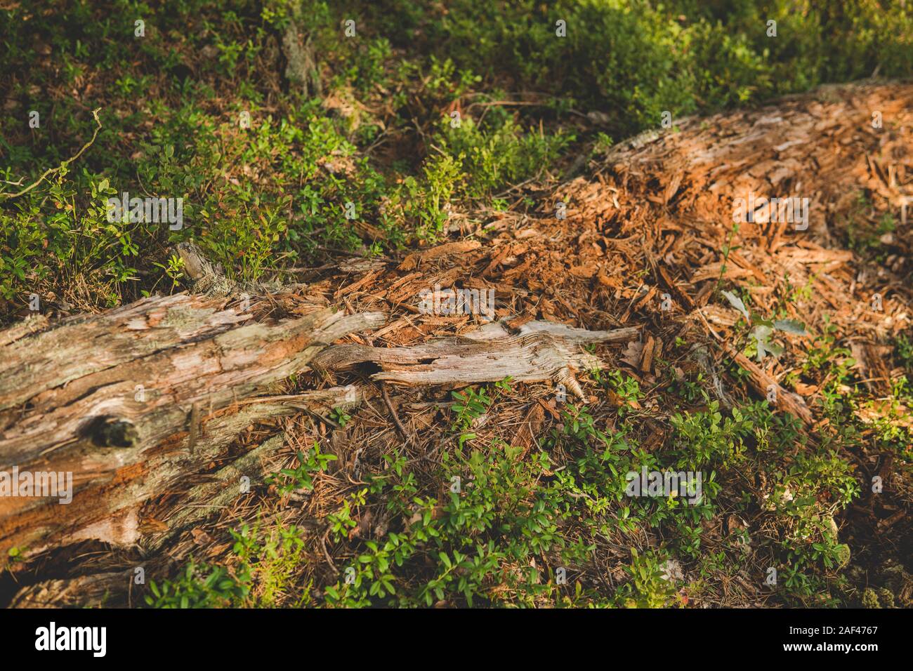 close up of old rotten tree lying on the ground Stock Photo - Alamy