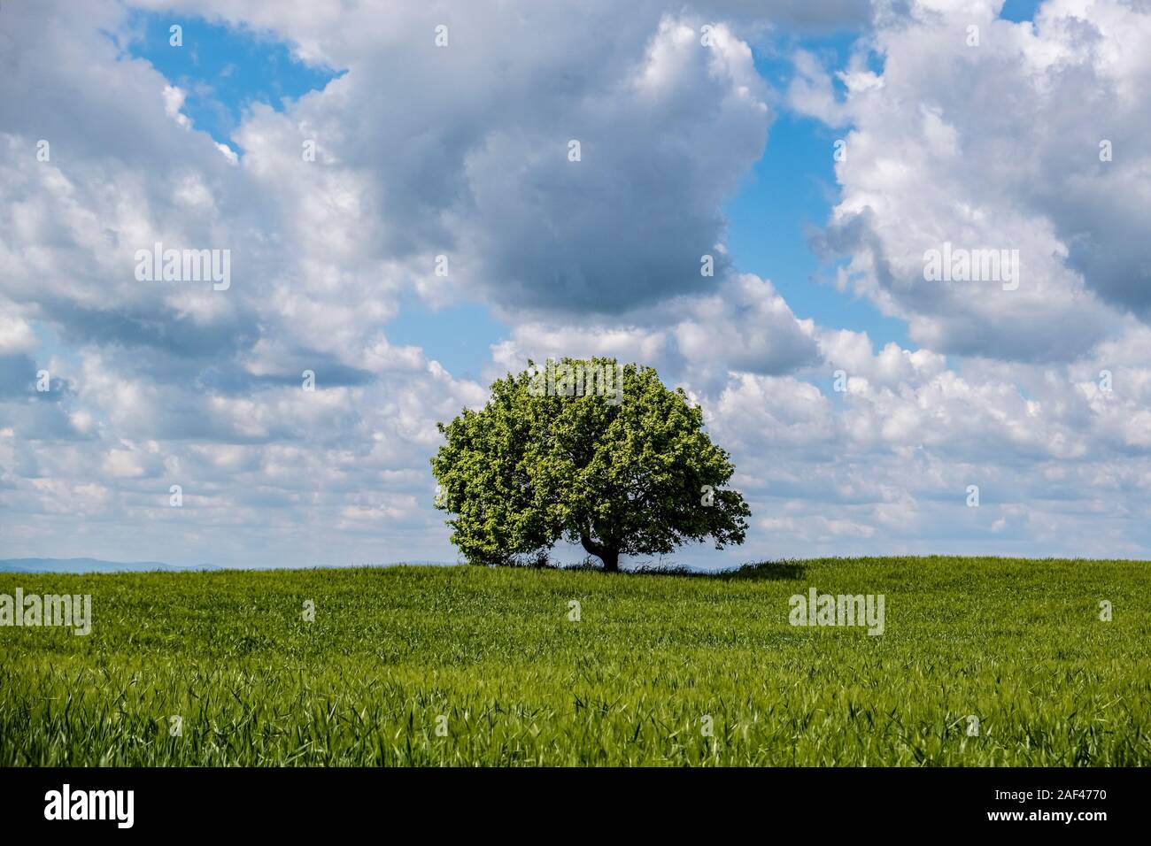 A solitude tree in a green field in Val d’Orcia Stock Photo - Alamy