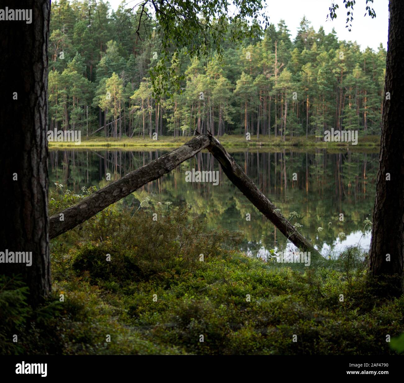 shore of a dystrophic lake with calm surface inside of a pine forest ...