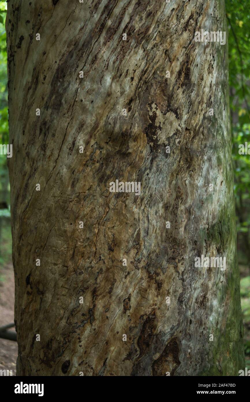 close up of a ripple structure of over a hundred years old pine Stock ...