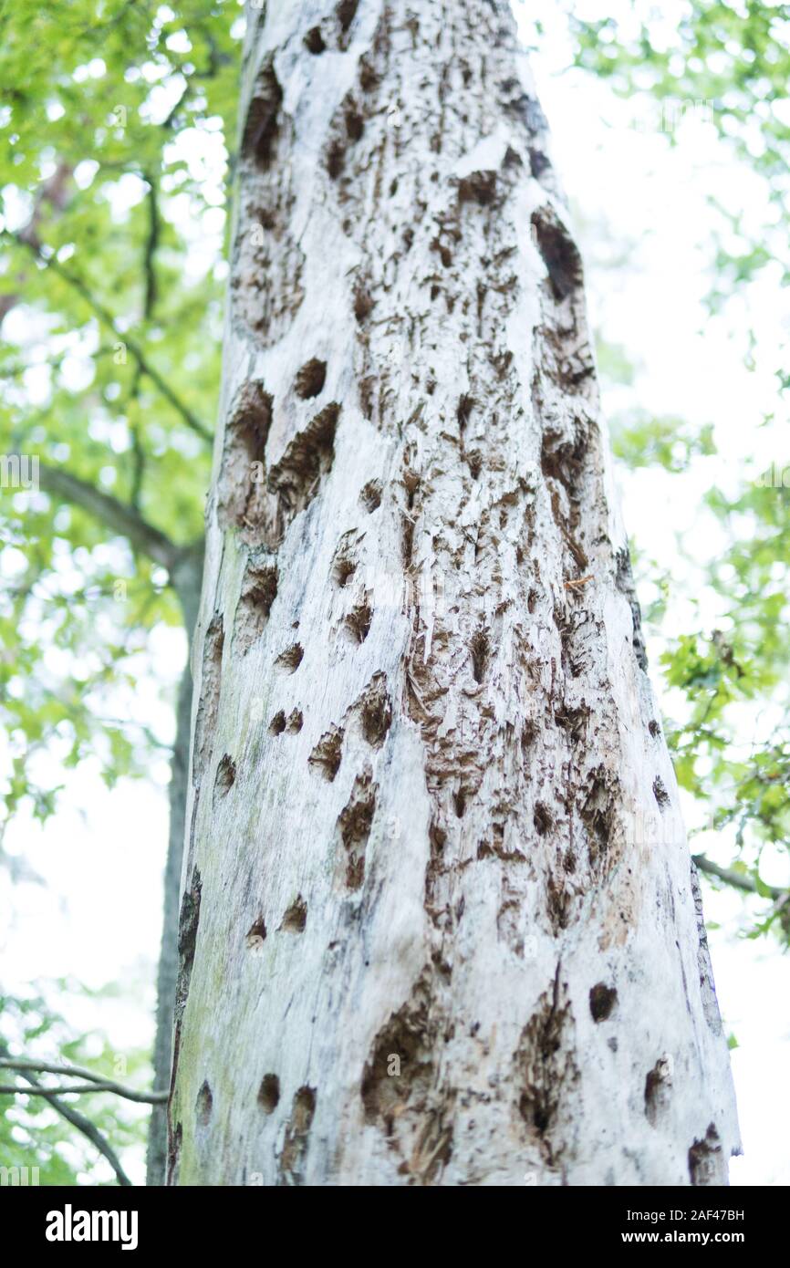 close up of an old pine eaten by bark beatles Stock Photo - Alamy