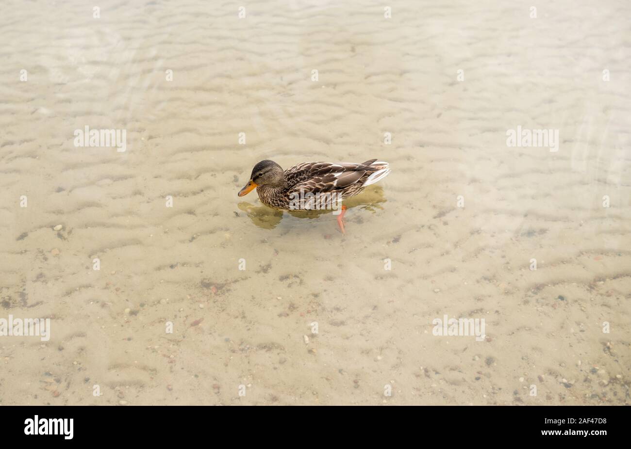 Shallow pond with garden bird hi-res stock photography and images - Alamy