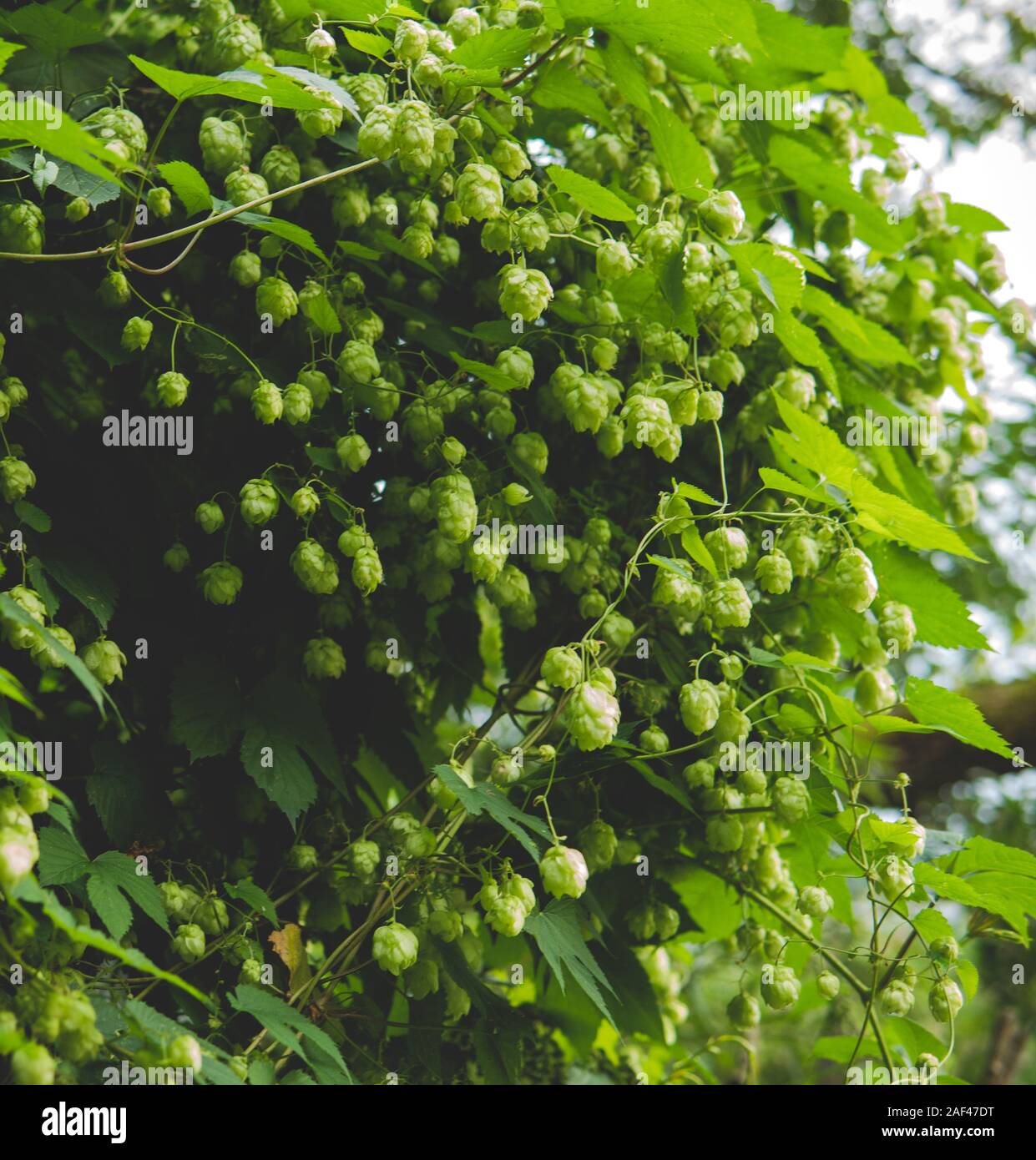 close up of green fruits and leaves of common hop plant which is a beer ...