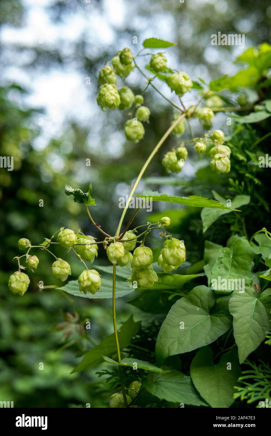 close up of green fruits and leaves of common hop plant which is a beer ...