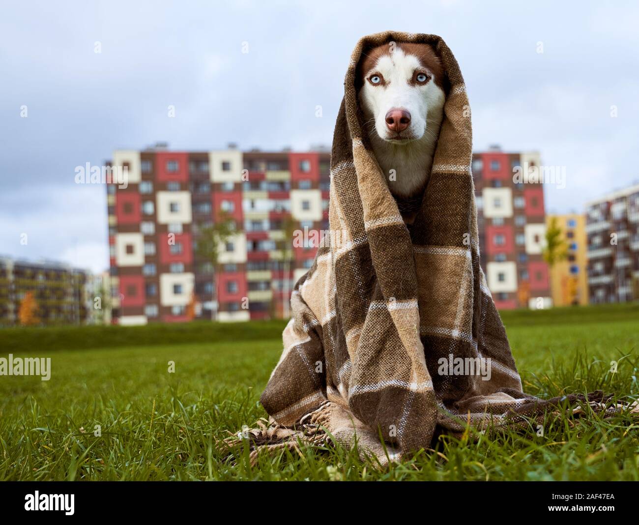 husky in white brown color, blue eyes, acute ears Stock Photo - Alamy