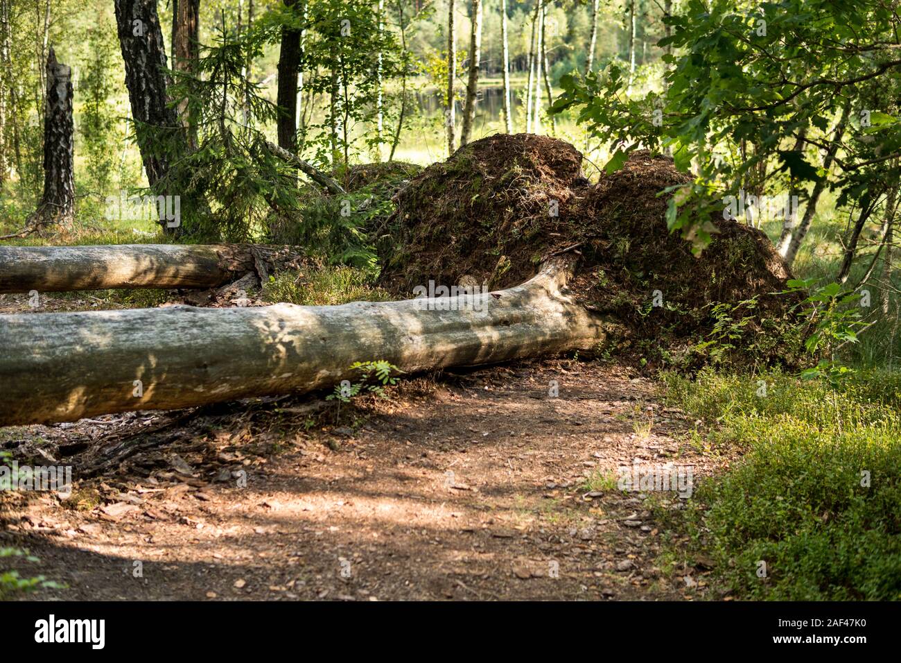 trees fallen by a strong wind on a path inside of a forest Stock Photo ...