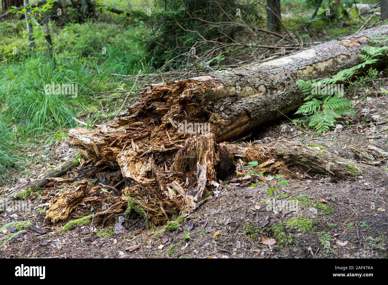 close up of old rotten tree lying on the ground Stock Photo - Alamy