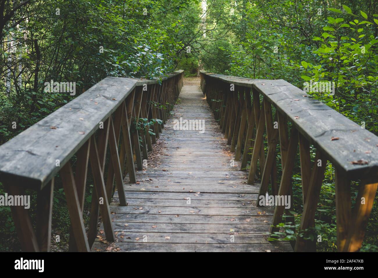 small wooden bridge inside of a forest at the end of a ground path ...