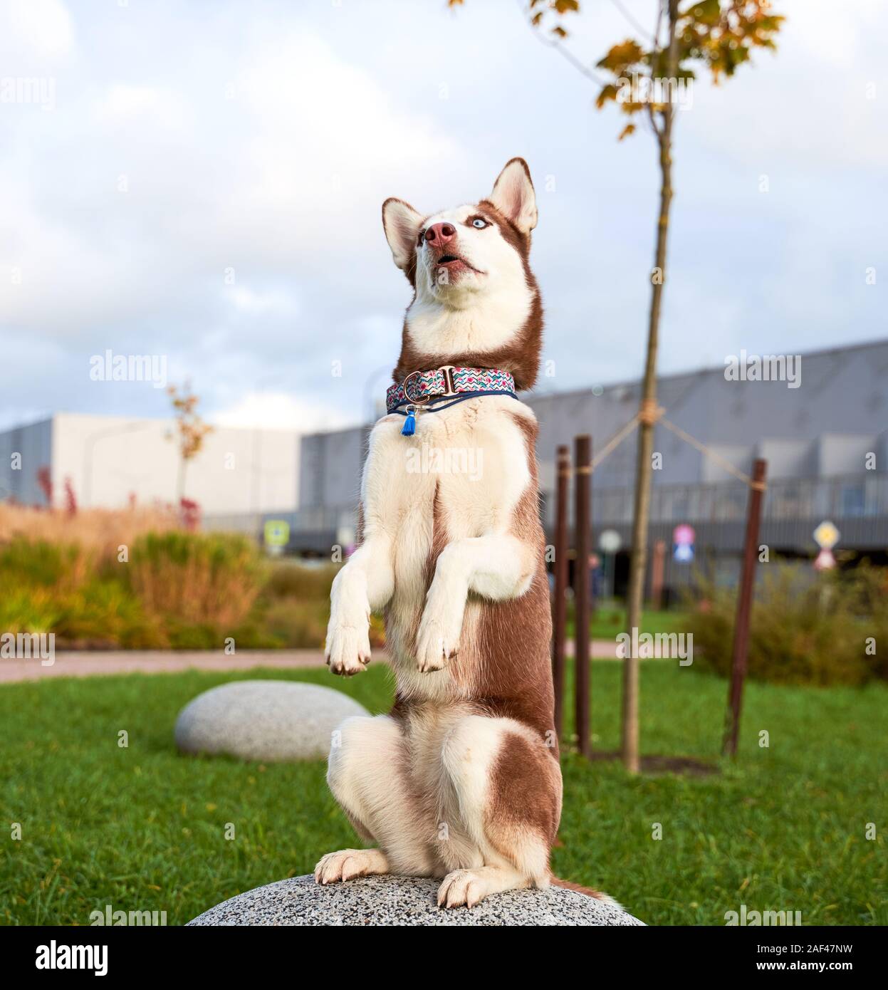 husky in white brown color, blue eyes, acute ears Stock Photo - Alamy