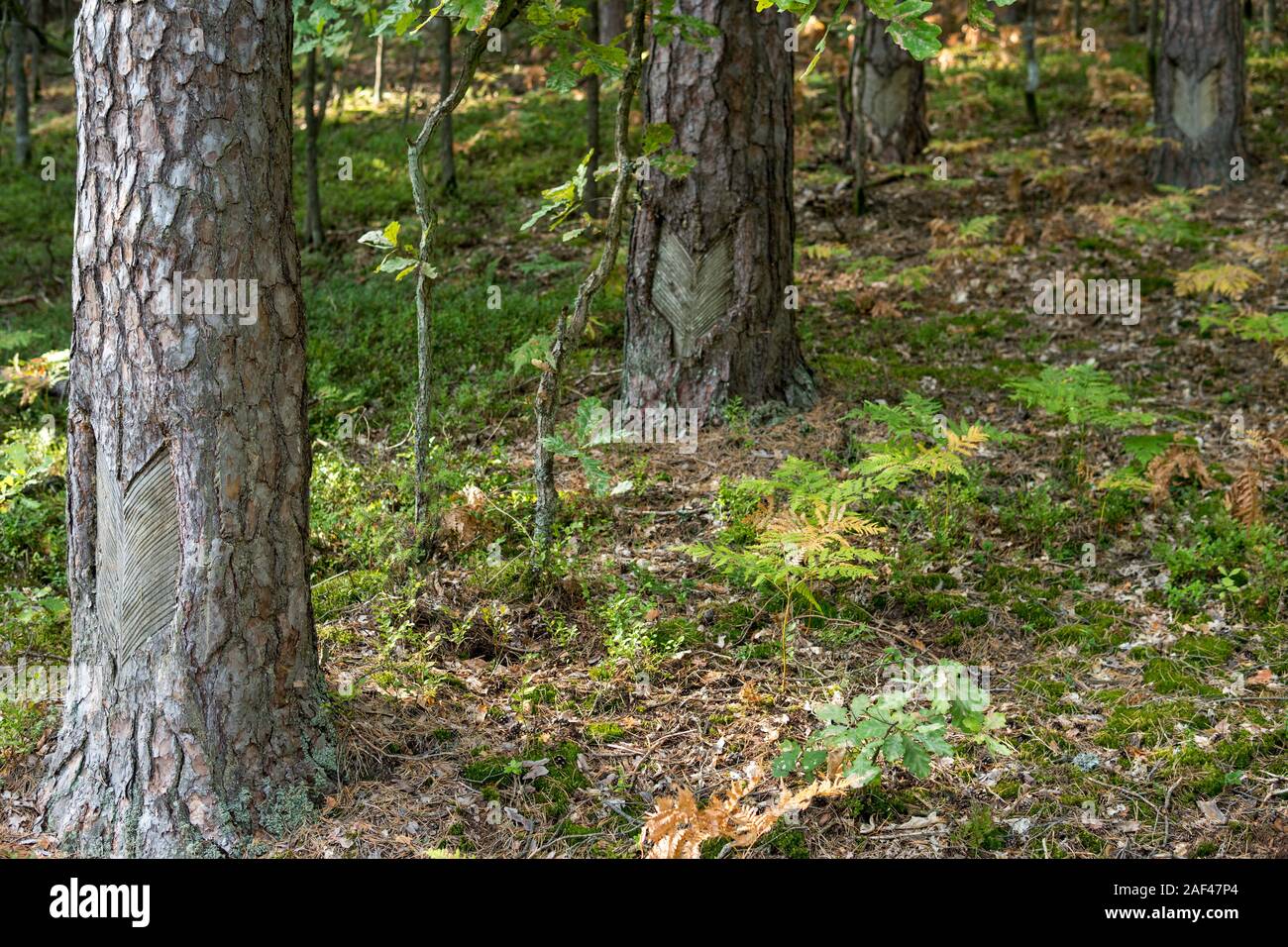 process of obtaining rosin also called calaphony from pine trees in a ...