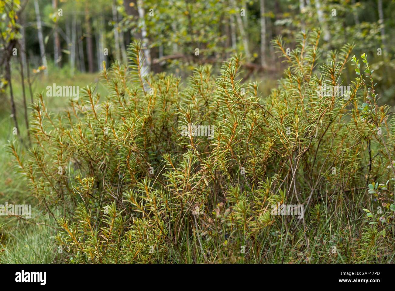 Creeping club moss hi-res stock photography and images - Alamy