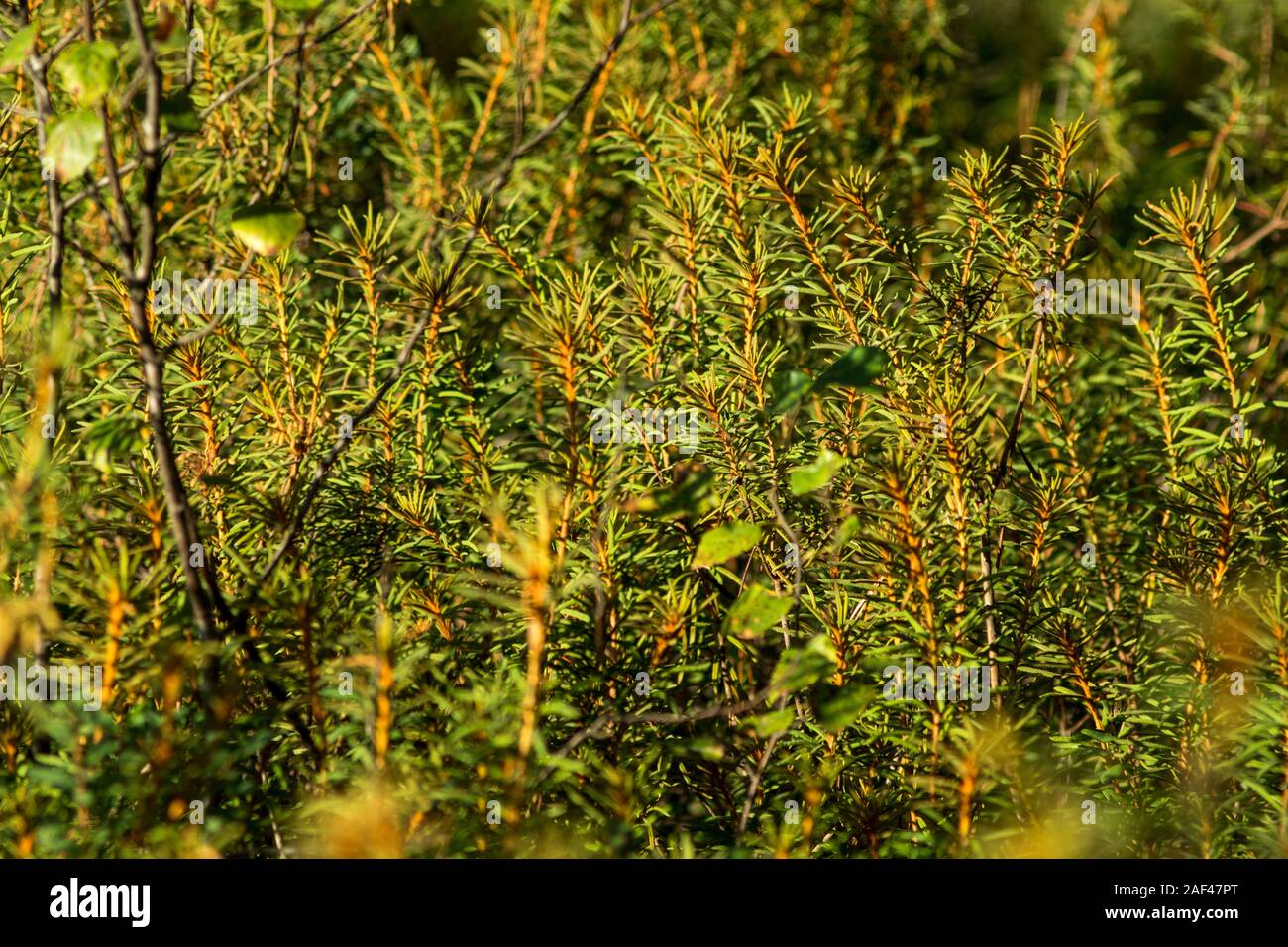 Lycopod hi-res stock photography and images - Alamy