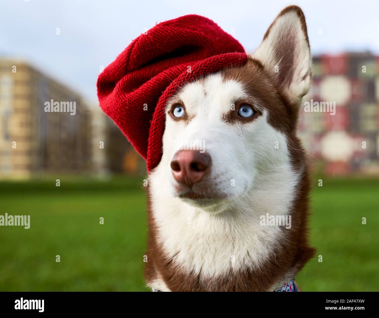husky in white brown color, blue eyes, acute ears Stock Photo - Alamy