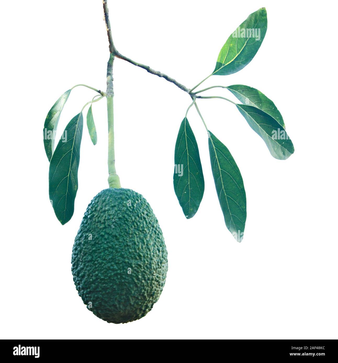 Branch of avocado Stock Photo - Alamy
