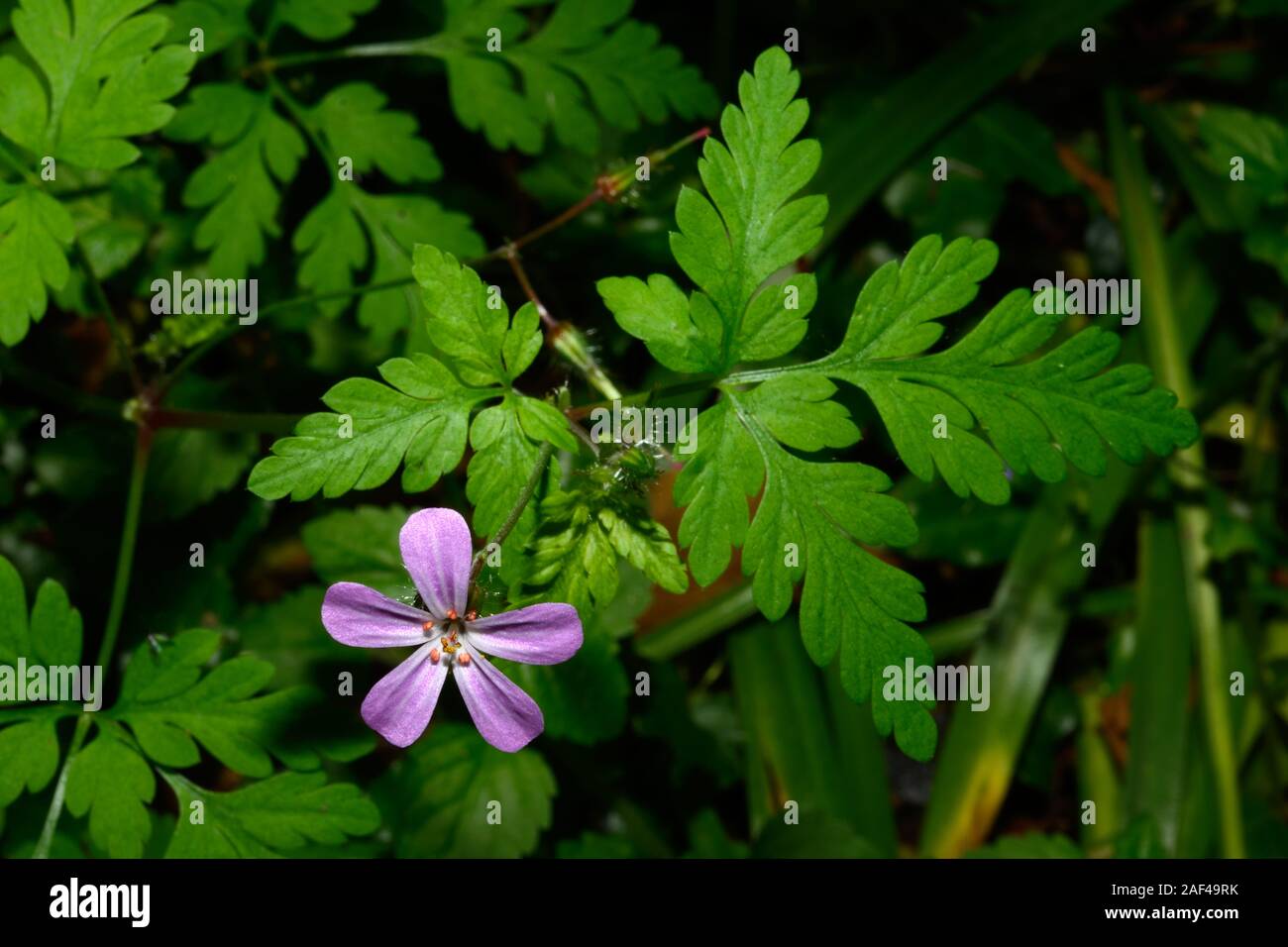 Geranium robertianum (herb-Robert) is native to Europe, Asia, North ...