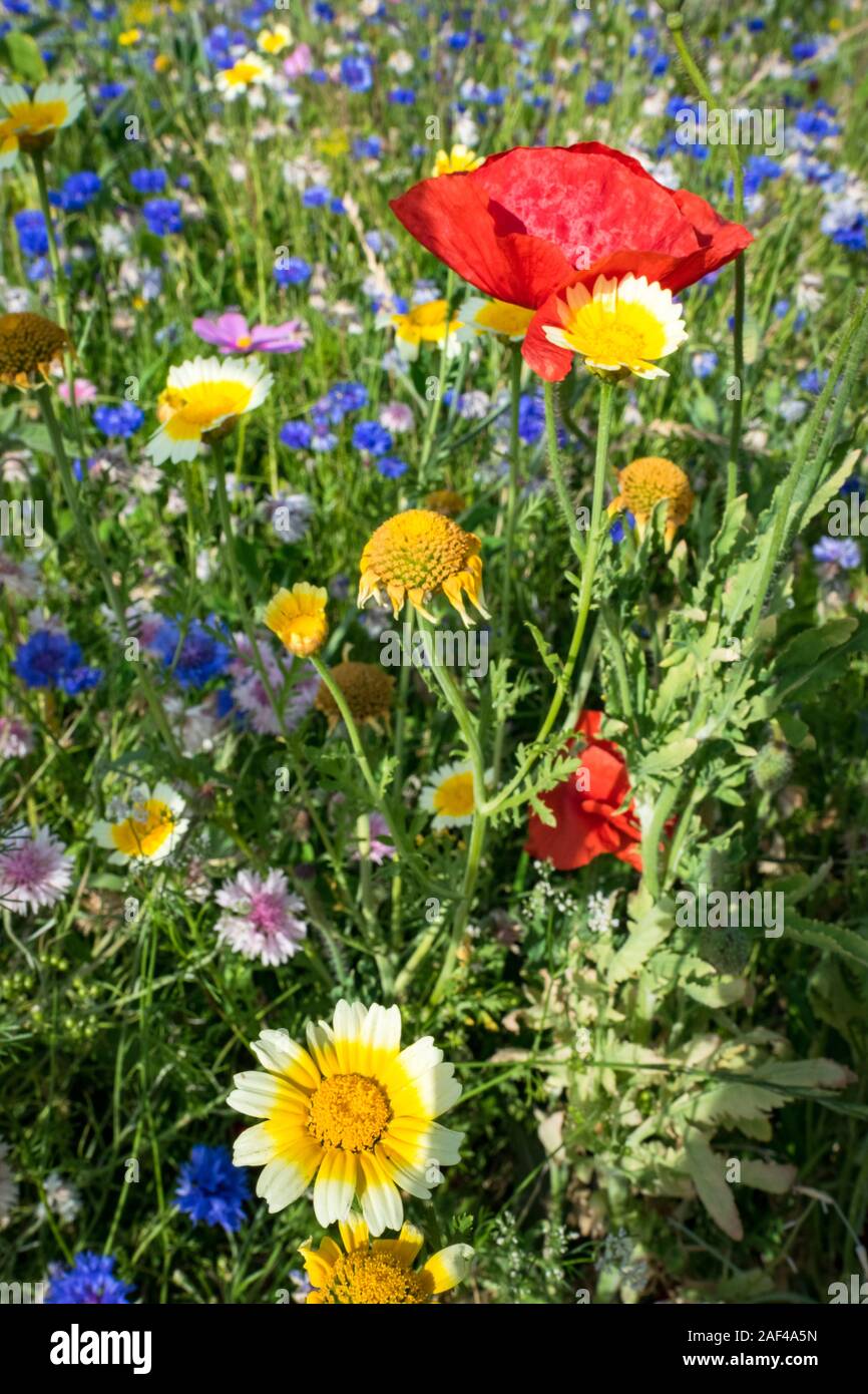 Vibrant colorful wildflowers in a meadow Stock Photo - Alamy
