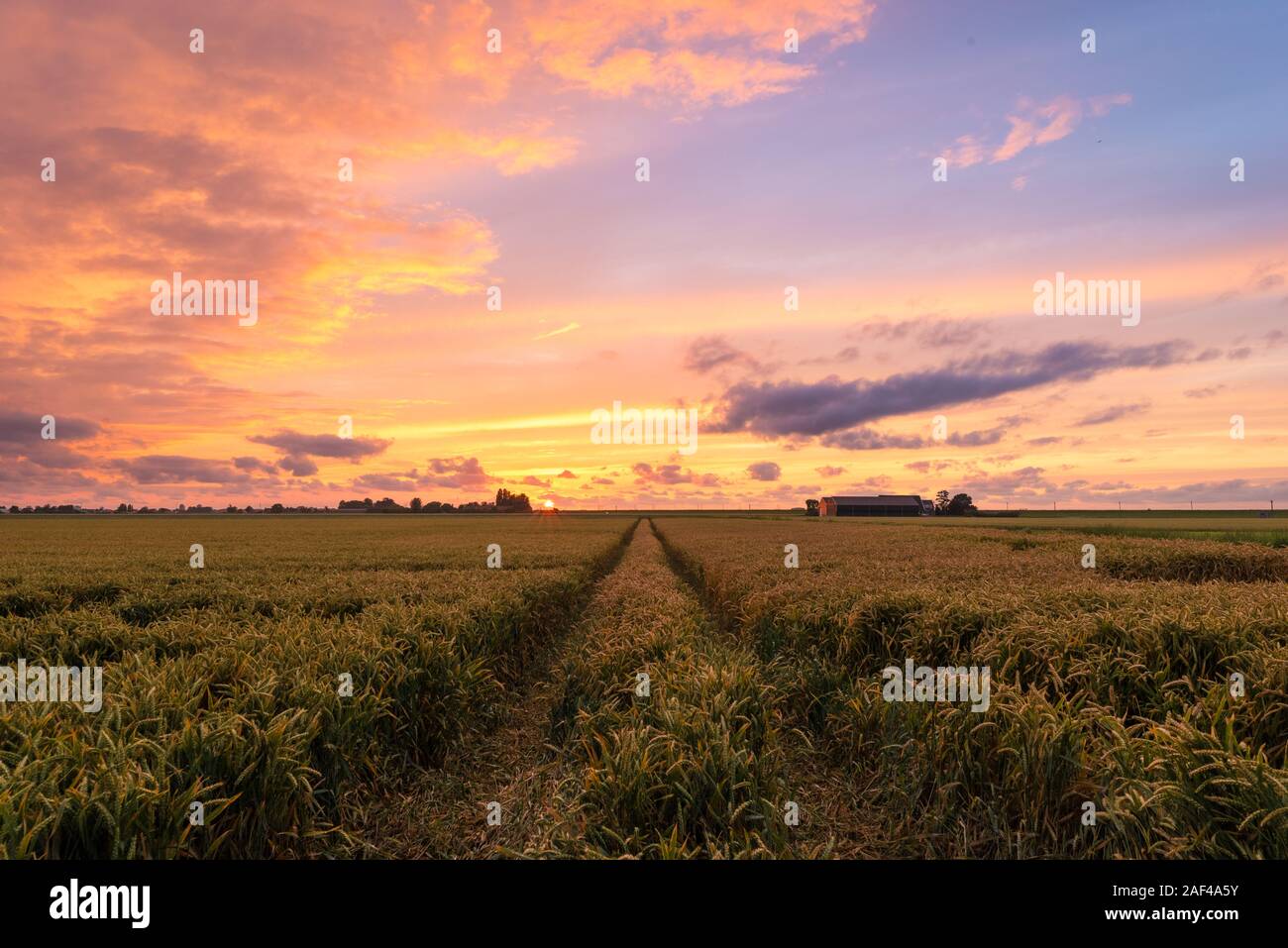 Field landscape with path at sunrise in spring hi-res stock photography ...