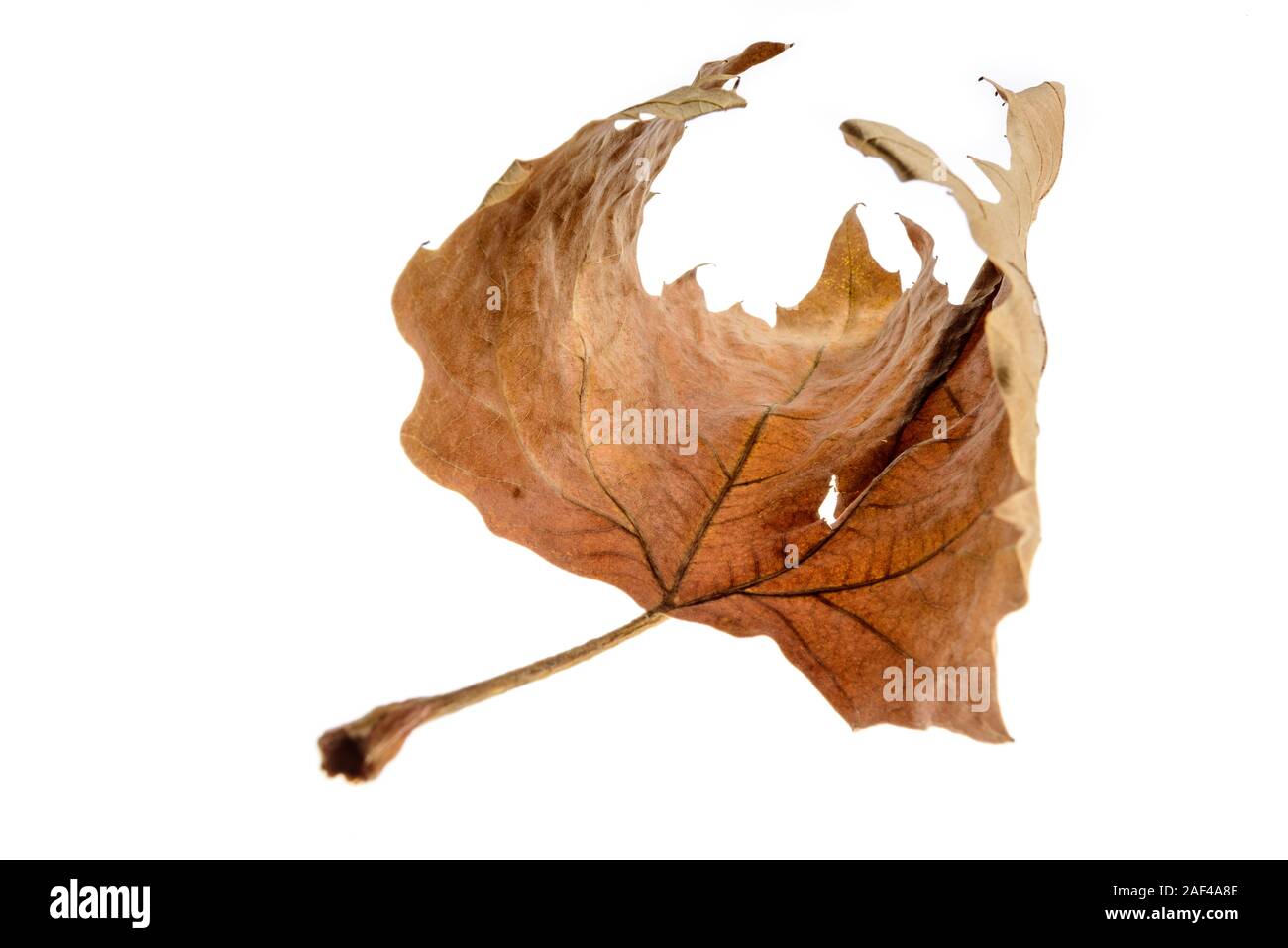 Dry maple leaf isolated on white background. Studio shot of a dry maple ...