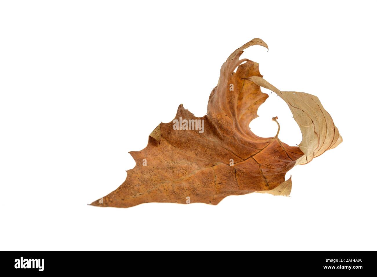 Dry maple leaf isolated on white background. Studio shot of a dry maple ...