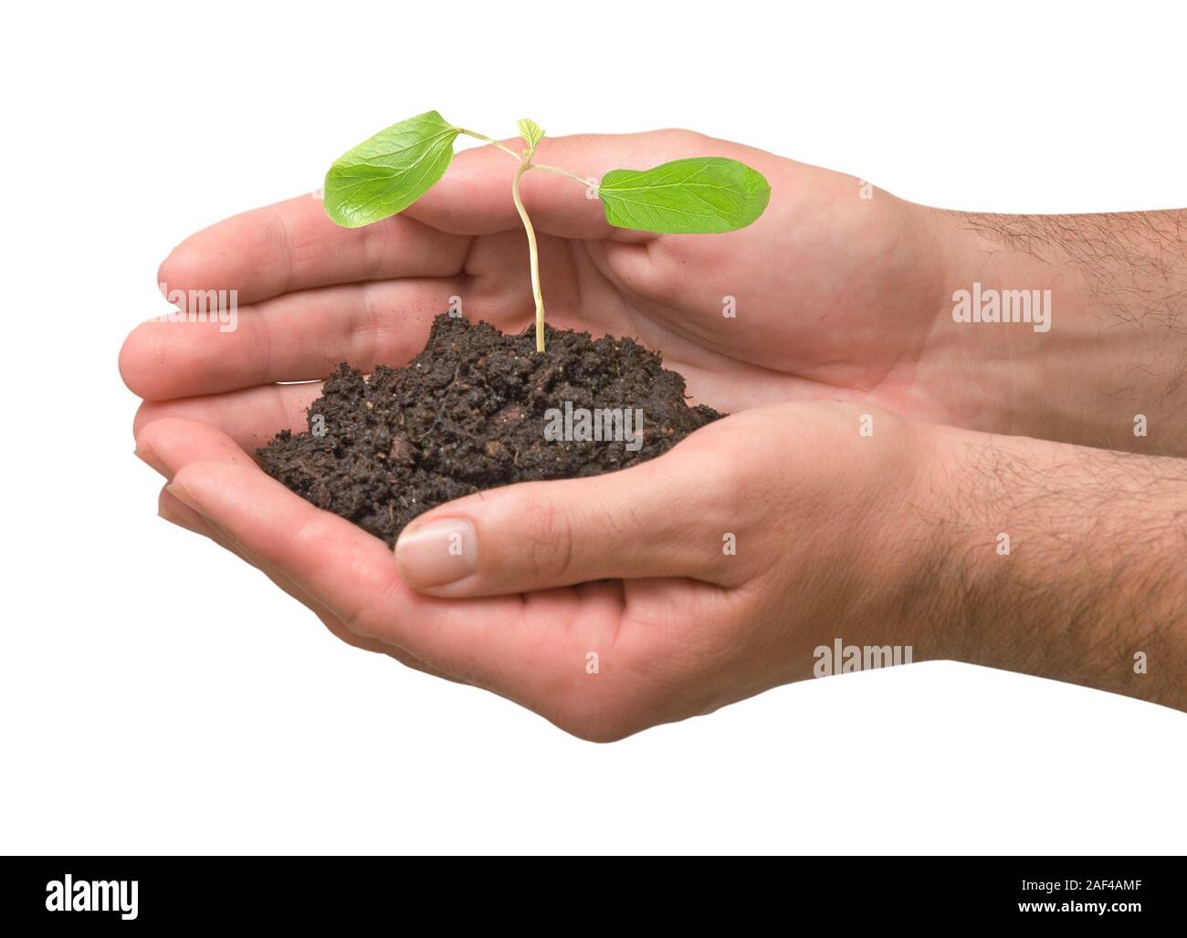 Sapling of castor oil plant as gift of agriculture Stock Photo - Alamy