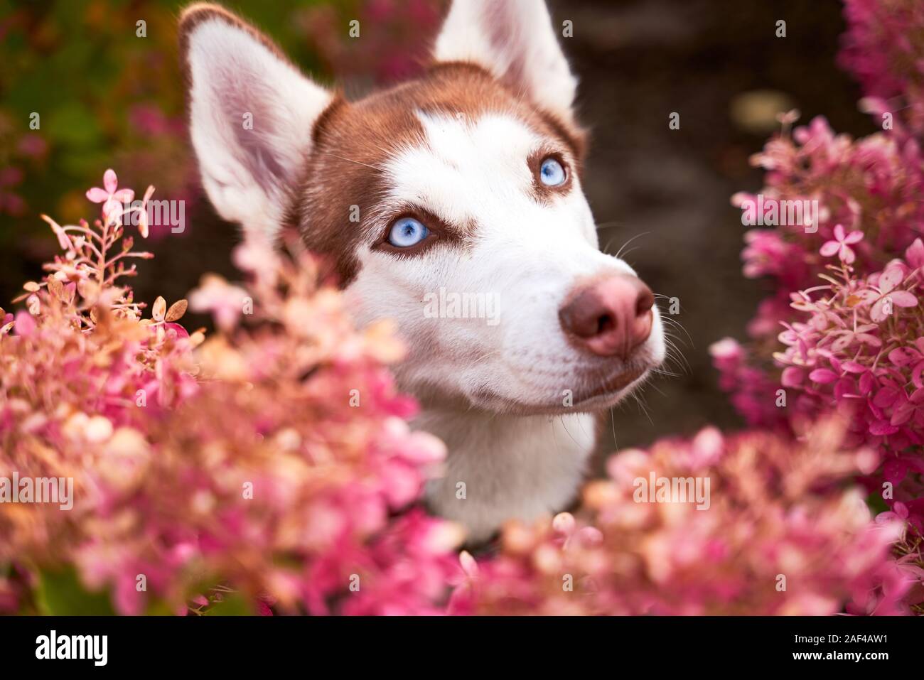 husky in white brown color, blue eyes, acute ears Stock Photo - Alamy