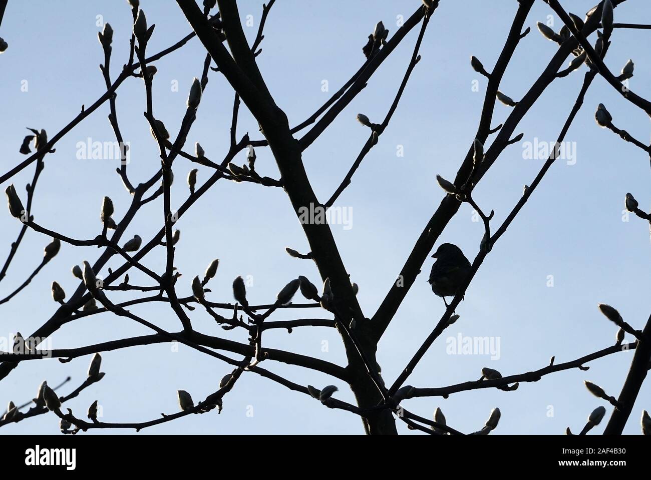 silhouette of a small bird sitting on a branch against the light Stock ...