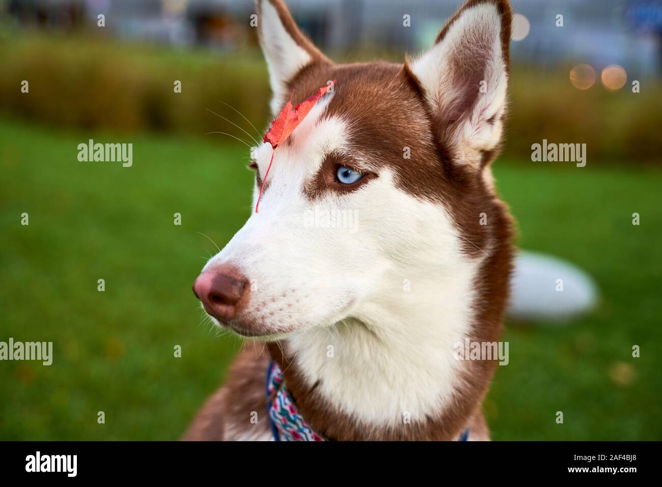 husky in white brown color, blue eyes, acute ears Stock Photo - Alamy