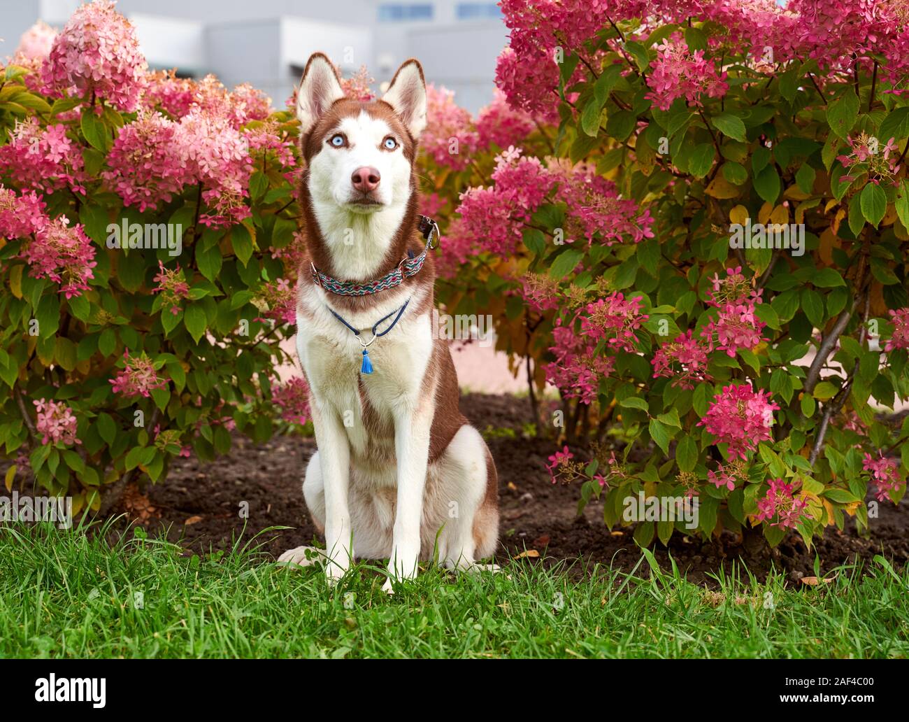 husky in white brown color, blue eyes, acute ears Stock Photo - Alamy