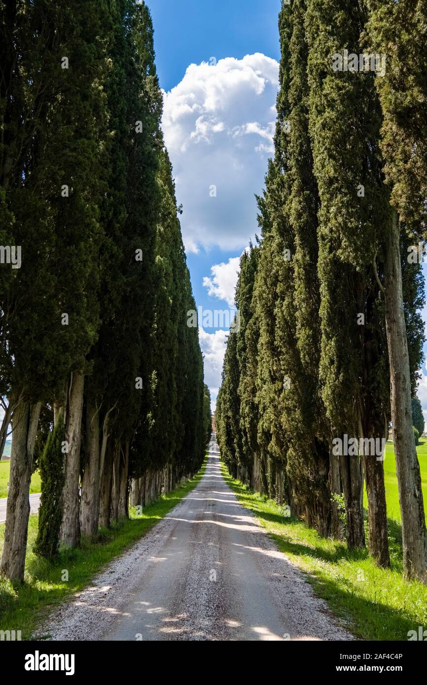 A small gravel road in agricultural landscape, flanked by cypress ...