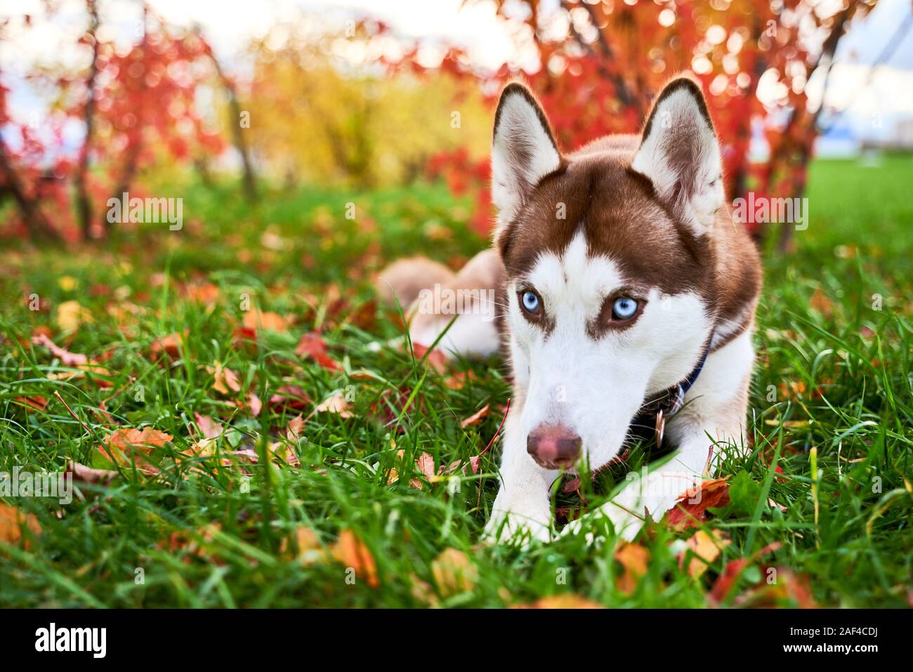 Blue Eyed Brown Husky