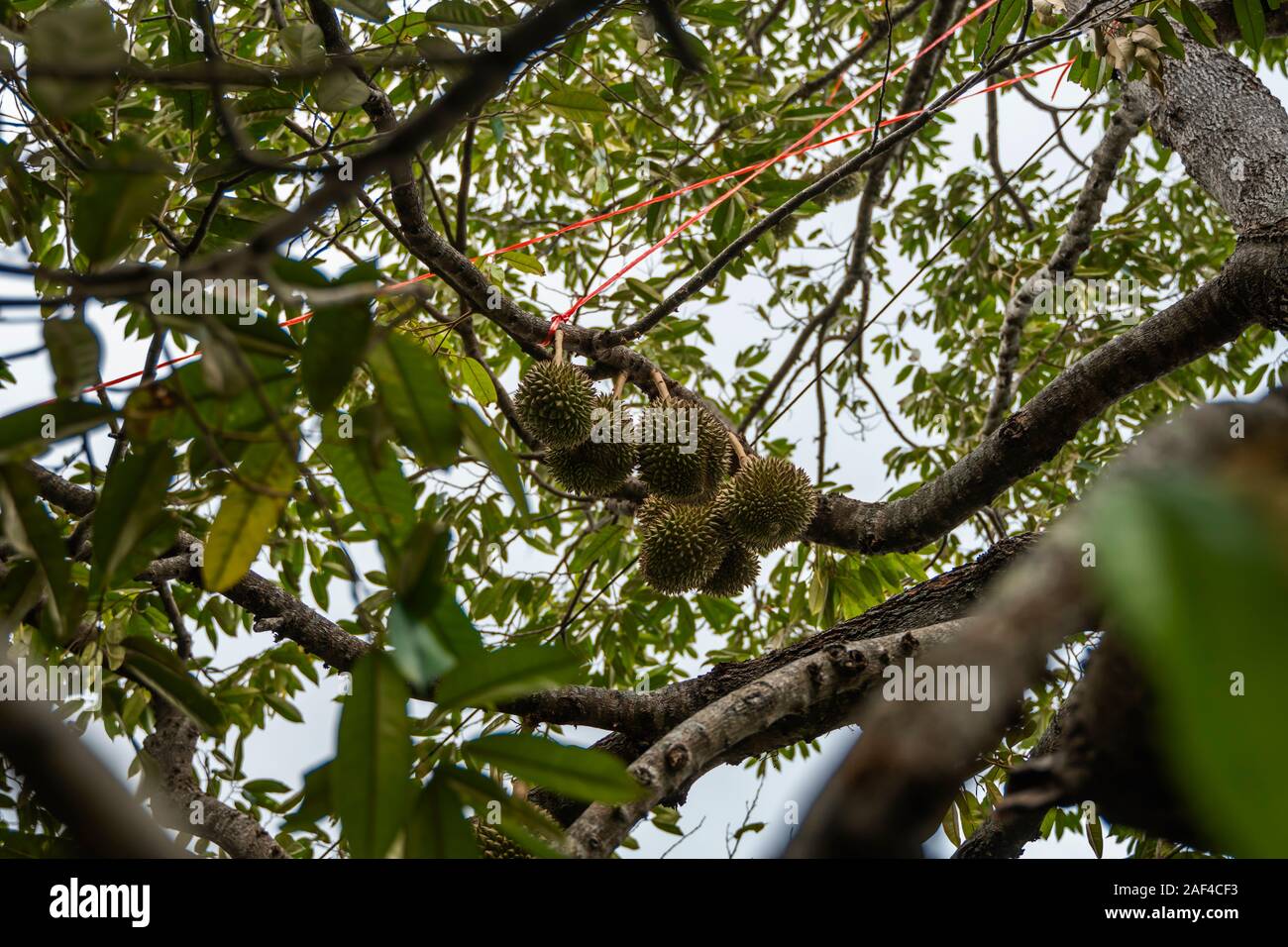 Durian - king of tropical fruit, on a tree branch in the orchard. Fresh ...