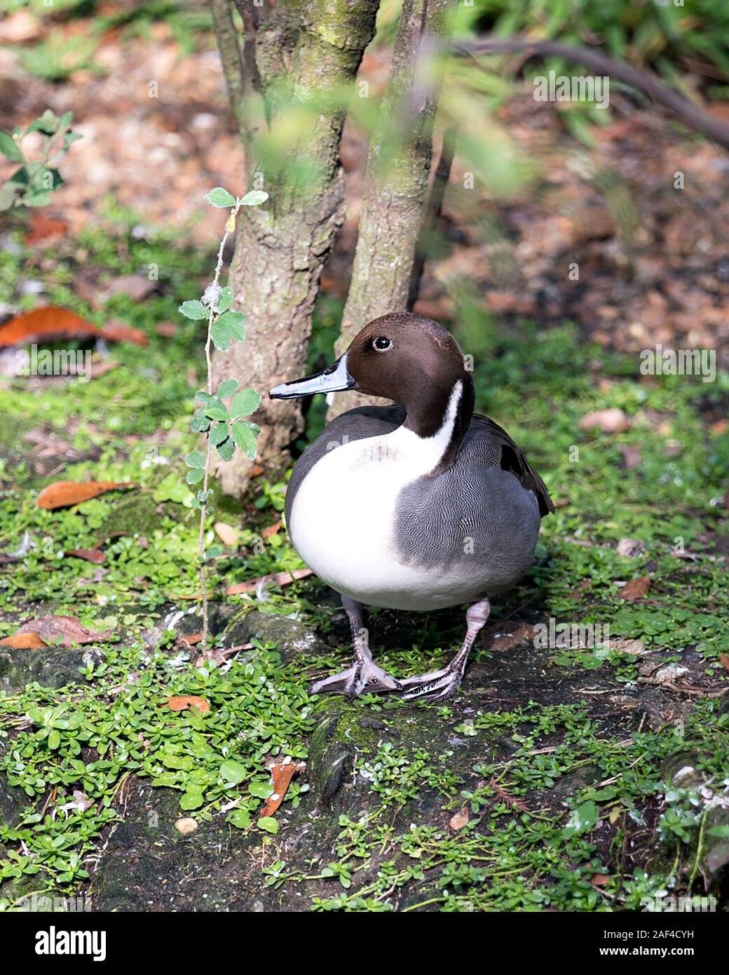 Duck profile photo hi-res stock photography and images - Alamy