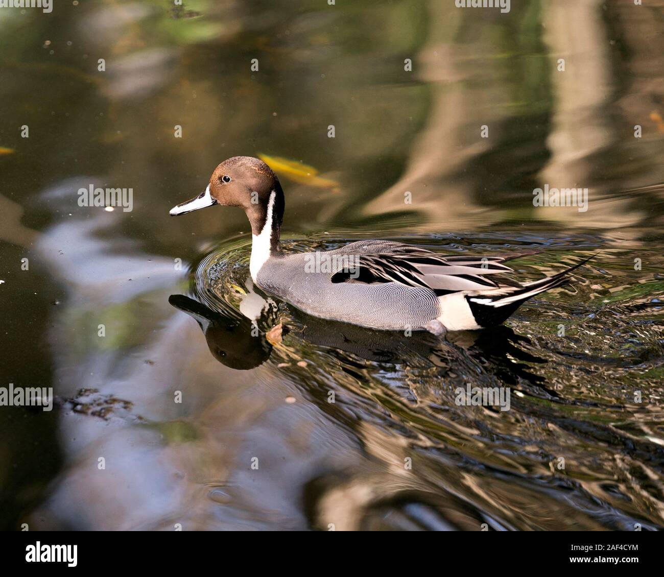 Duck Northern Pintail bird swimming in the water with a reflection ...