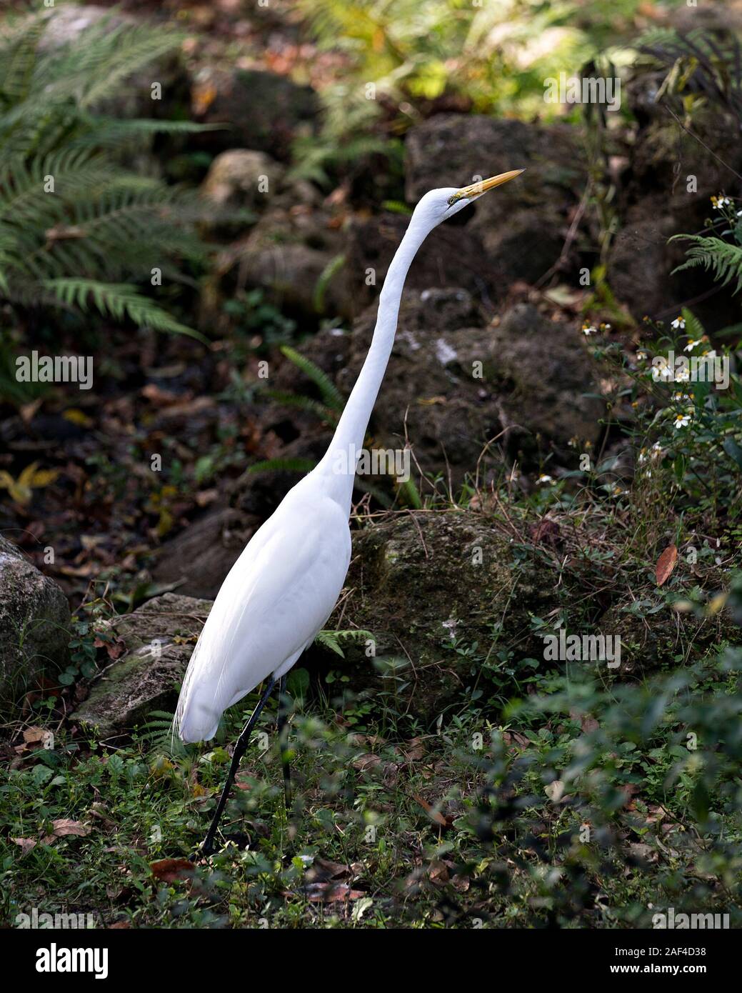 Great White Egret bird close-up profile view in foliage of with white ...