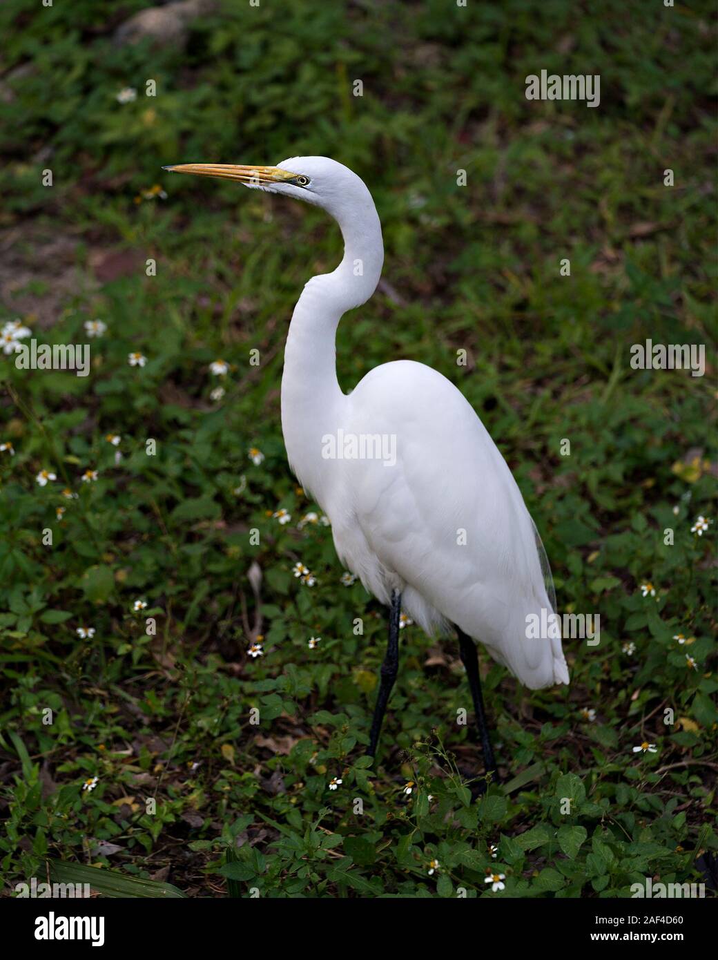 Great white egret bird evergreen background hi-res stock photography ...