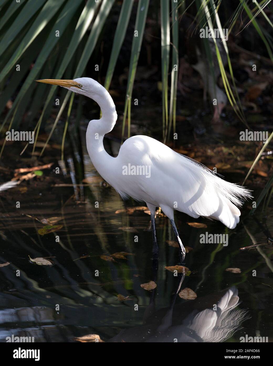 Great White Egret bird close-up profile view side in the water ...