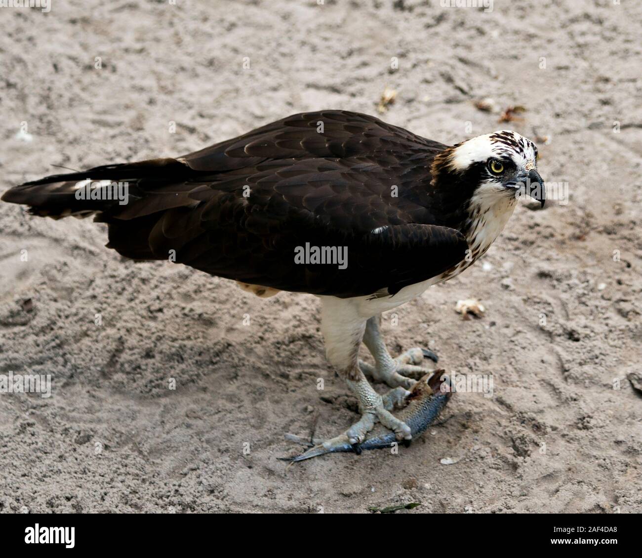 Osprey bird close-up profile view holding a fish in its talons ...