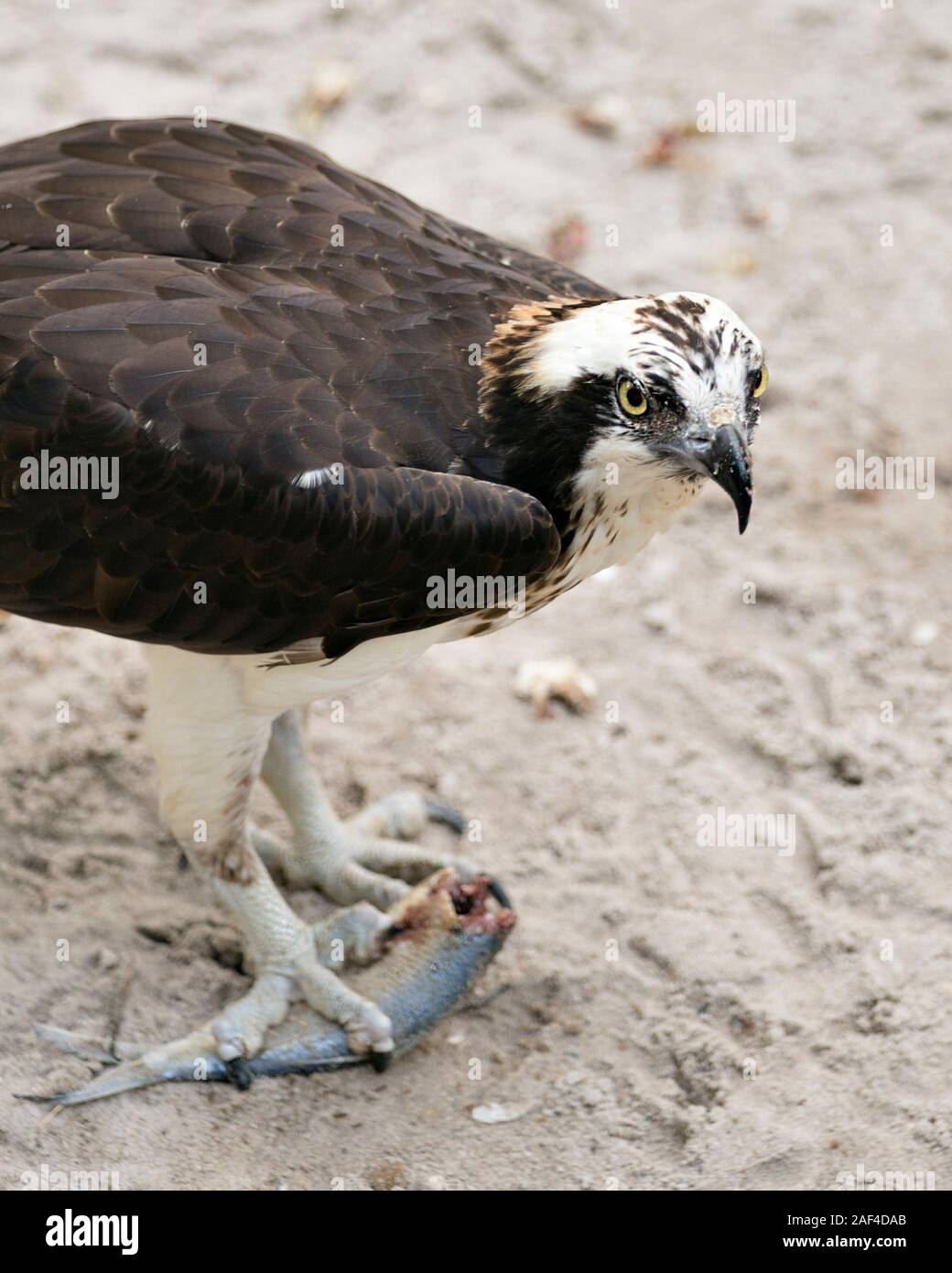 Osprey bird close-up profile view holding a fish in its talons ...
