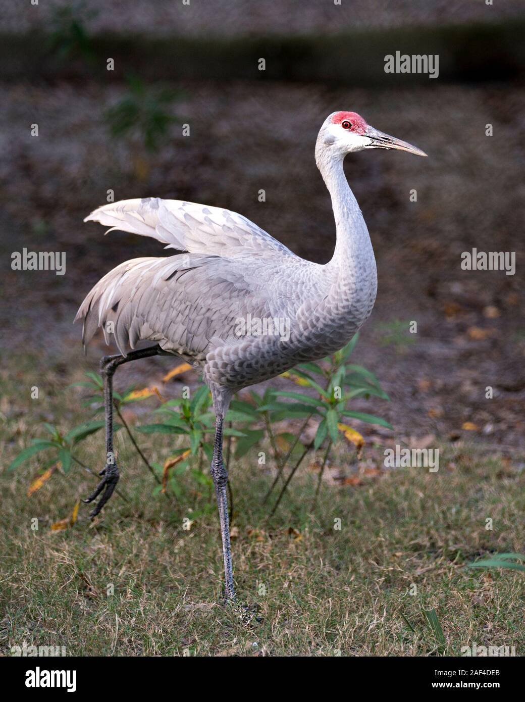 Sandhill crane beautiful feathers hi-res stock photography and images ...