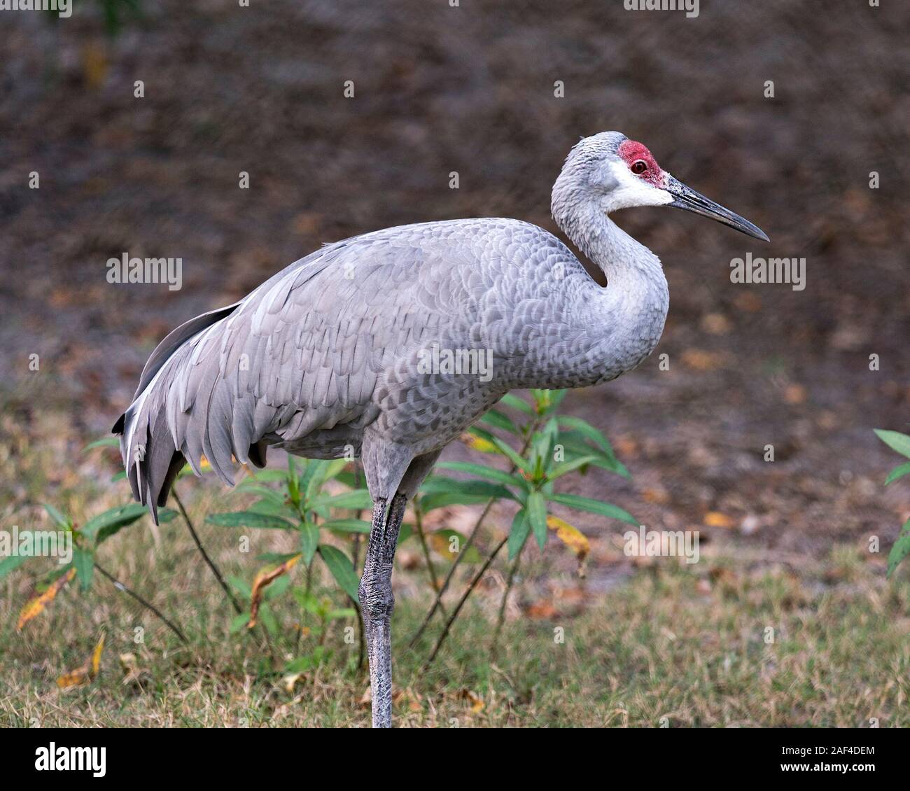 Sandhill crane bird close-up profile view with foliage background ...