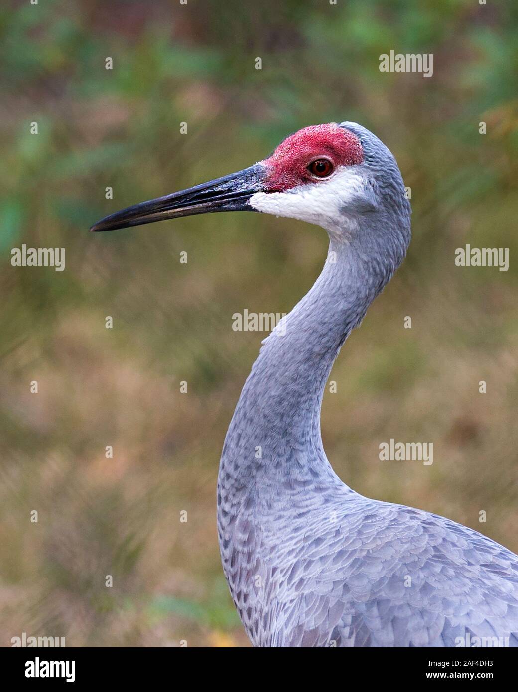 Sandhill crane bird head close-up profile view with bokeh background ...