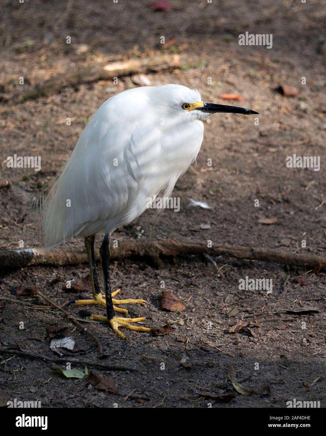 Snowy Egret bird close-up profile view standing on the ground ...